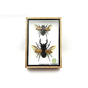 TAXIBUGS Real Beetle Display Taxidermy Odontolabis Elegans Insect Bug Entomology Box Wood Framed (Male & Female) (Wooden Box)