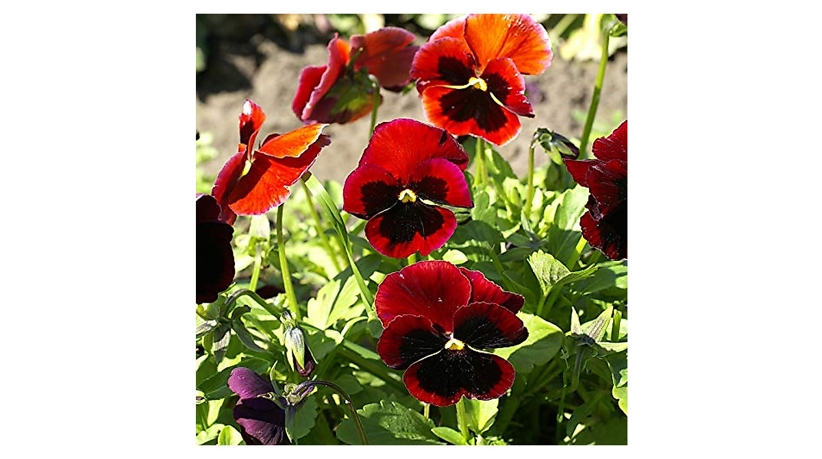 Vibrant Red Pansy Seeds for Garden & Containers | Outsidepride