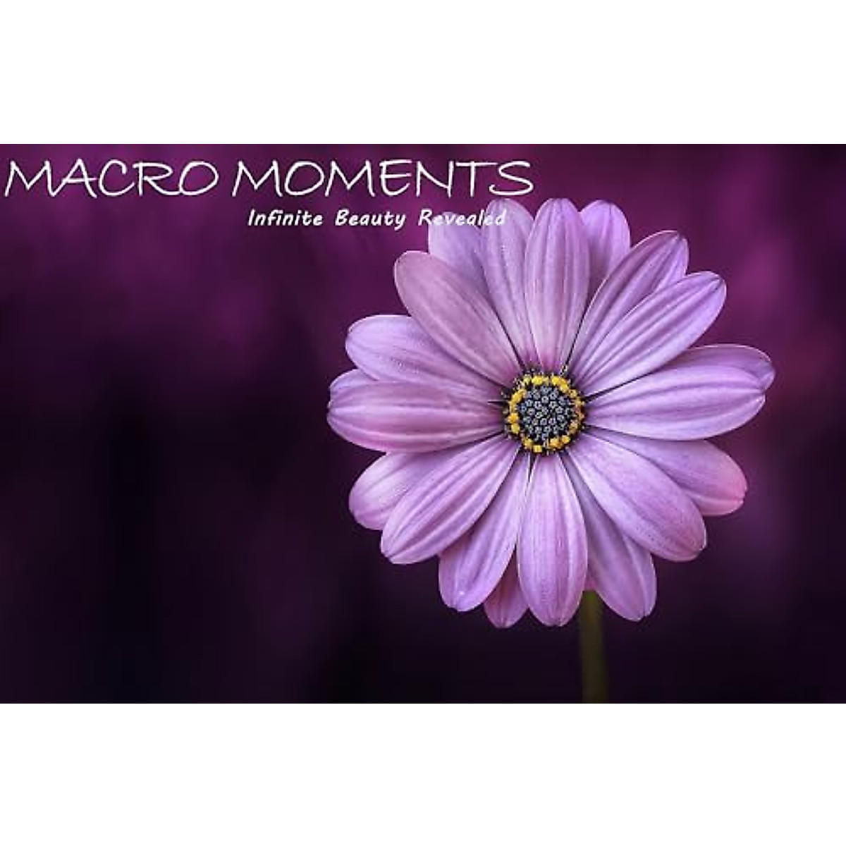 10x High Definition 2 Element Close-Up (Macro) Lens for Nikon, Canon, Sony, Panasonic, Fujifilm, Pentax & Olympus DSLR's (40.5mm)