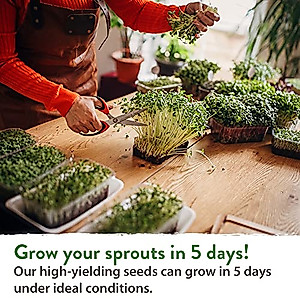 Broccoli Seeds for Sprouting or Microgreens - High Germination Sprout Seeds | Heirloom & Non-GMO | Nutritious Micro Greens Seeds - Broccoli Sprouts in 5 Days - Sulforaphane Rich