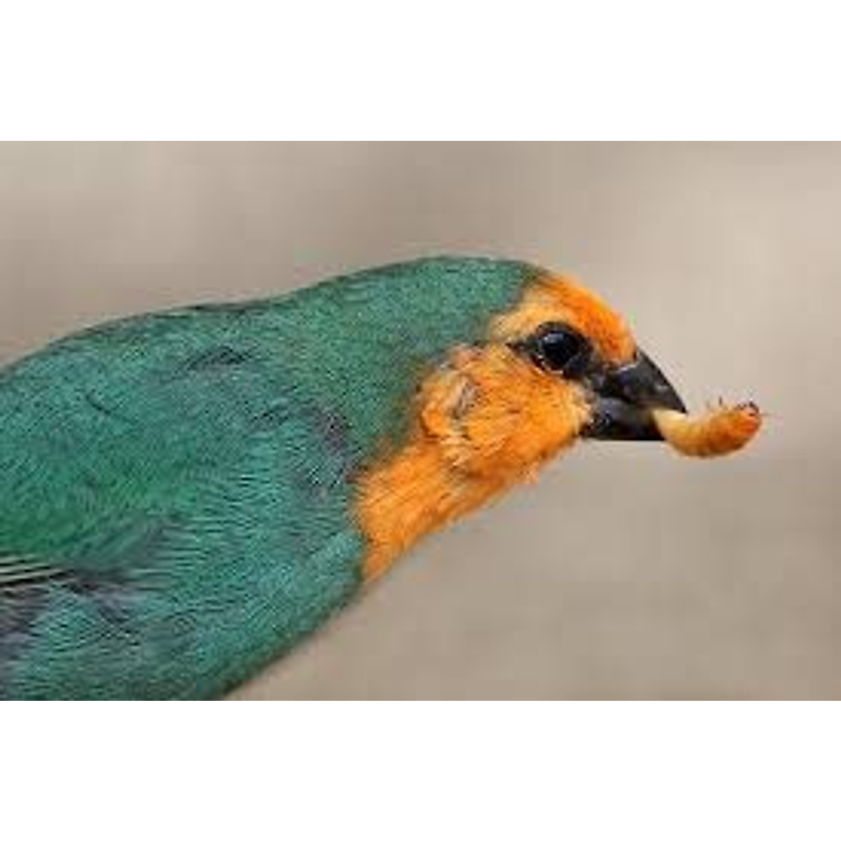 The Mad Jungle TM 300 Gut-Loaded Live Large 2 Inch Superworms Free Priority Mail Live Arrival, 25 Count (Pack of 12)