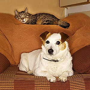 Coat Care for Dogs - Pets Total Health Complex - for Dogs and Cats - Premium Hair Skin Mouth Urinary Care - Dog Vitamin b Supplement - 3 Bottles (180 Tablets)