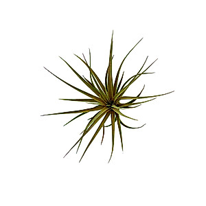 ragnaroc Air Plants - Flowering Tillandsia Stricta Large 5" - 1ct - Live Arrival Guaranteed - House Plants for Home Decor & Gift