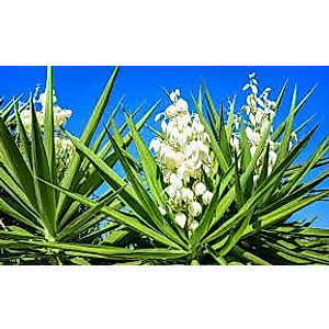 Rio Grande Herbs Negrita & Amole Shampoo 8 fl oz