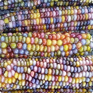 100+ Glass Gem Corn Seeds Non-GMO Popcorn Delicious Jewel-Toned, Glass-Like Kernels, Grown in USA. Rare! Ornamental and Edible! HARLEY SEEDS