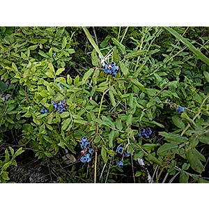 Southern Blueberry 50 Seeds - Blueberries Organic Seeds for Planting, Blueberries Fresh Fruit Seeds, Non GMO Berry Seeds, Dwarf Blueberry Bush Seeds for Planting Indoors
