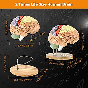 BEAMNOVA Human Brain Model 2 Times Life Size for Neuroscience Teaching with Labels Anatomy Model for Learning Science Classroom Study Display Medical Model