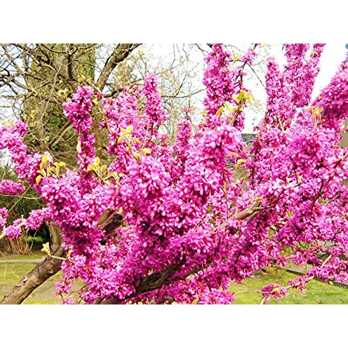 Judas Tree Bonsai European Redbud Tree of Love Flowering Cercis Siliquastrum Sakura 15 Seeds for Planting