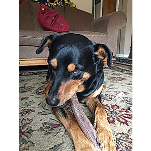 Devil Dog Pet Co Antler Dog Chew - Premium Elk Antlers for Dogs - Long Lasting Dog Bones for Aggressive Chewers - No Mess No Odor - Wild Shed in The USA - Veteran Owned (Medium)