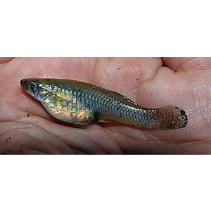 100+ Live Mosquito Fish (Koi Pond) Aquarium Feeder Fish with Hornwort Plant