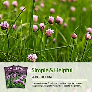 Survival Garden Seeds - Common Chives Seed for Planting - Packet with Instructions to Plant and Grow Delicious Perennial Herbs in Your Home Vegetable Garden - Non-GMO Heirloom Variety