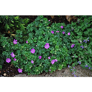 Perennial Farm Marketplace (Cranes Bill) Groundcover, Size-#1 Container Geranium s. 'Max Frei', Deep Magenta Flowers