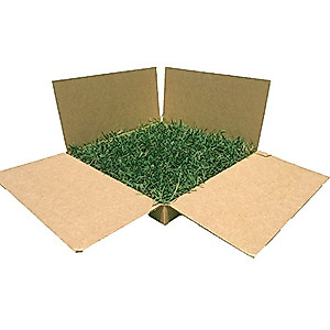 Zoysia Sod Slab for Plugs