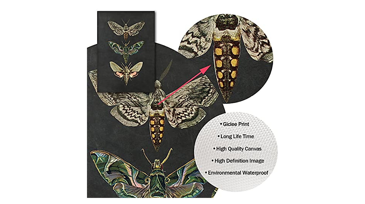 Shop Moth Canvas Wall Art - Vintage Nature Print 16x24