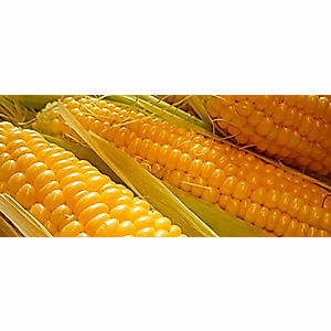 "Kandy Corn" Sweet Corn Seeds, 25 Heirloom Seeds Per Packet, (Isla's Garden Seeds), Non GMO Seeds, Botanical Name: Zea mays