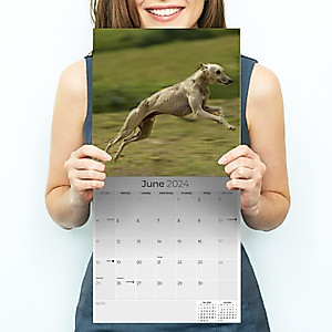 2023 2024 Whippet Calendar - Dog Breed Monthly Wall Calendar - 12 x 24 Open - Thick No-Bleed Paper - Giftable - Academic Teacher's Planner Calendar Organizing & Planning - Made in USA