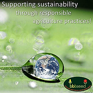 "Super Greens" Seeds for Planting, Organic Non-GMO Garden Vegetables, Arugula, Beets, Kale, Mesclun, Chard, Mustard, Spinach, BBB Seed