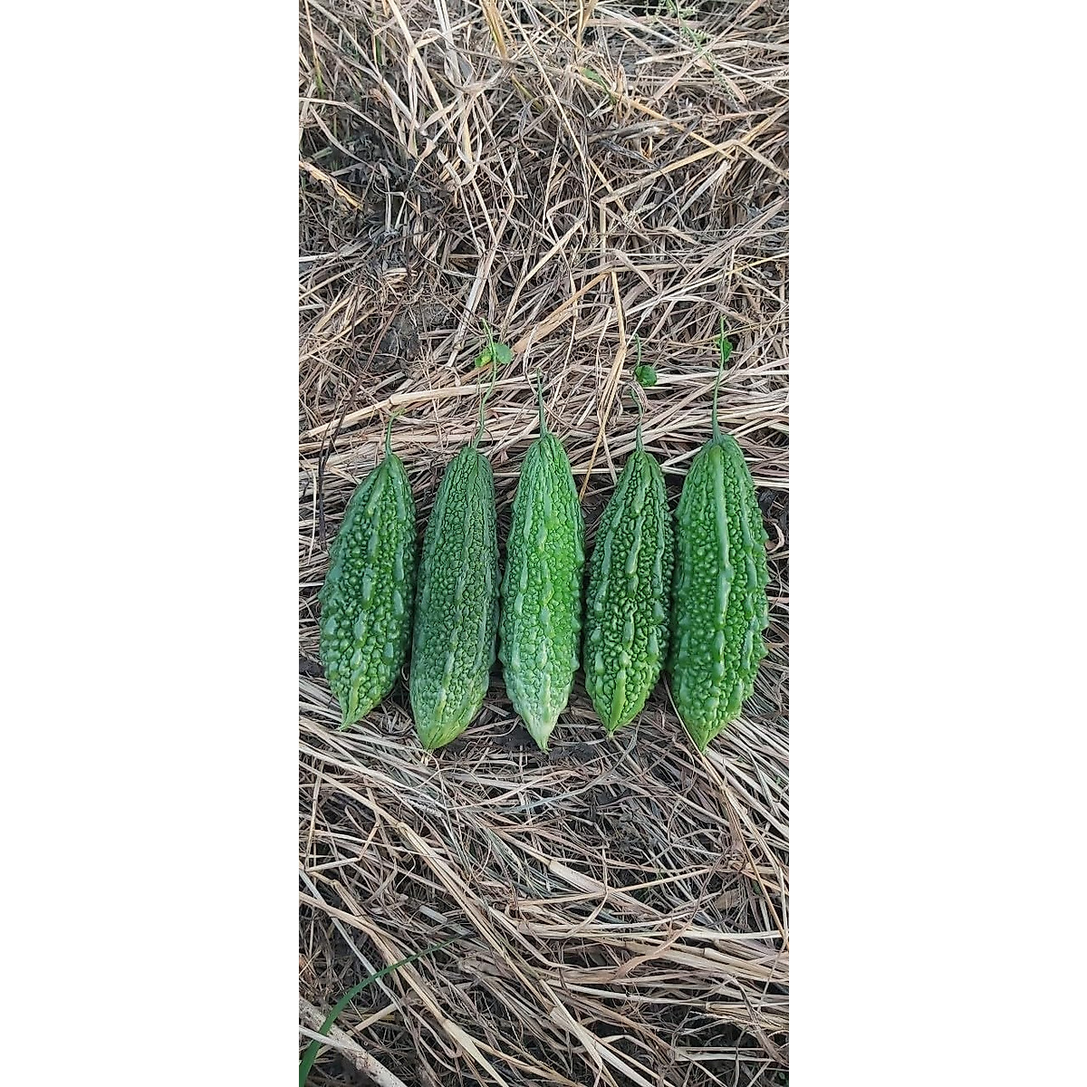 10 India Bitter Gourd Seeds, Bitter Melon Seeds, Kho Qua Rung Organic - Mai's Family