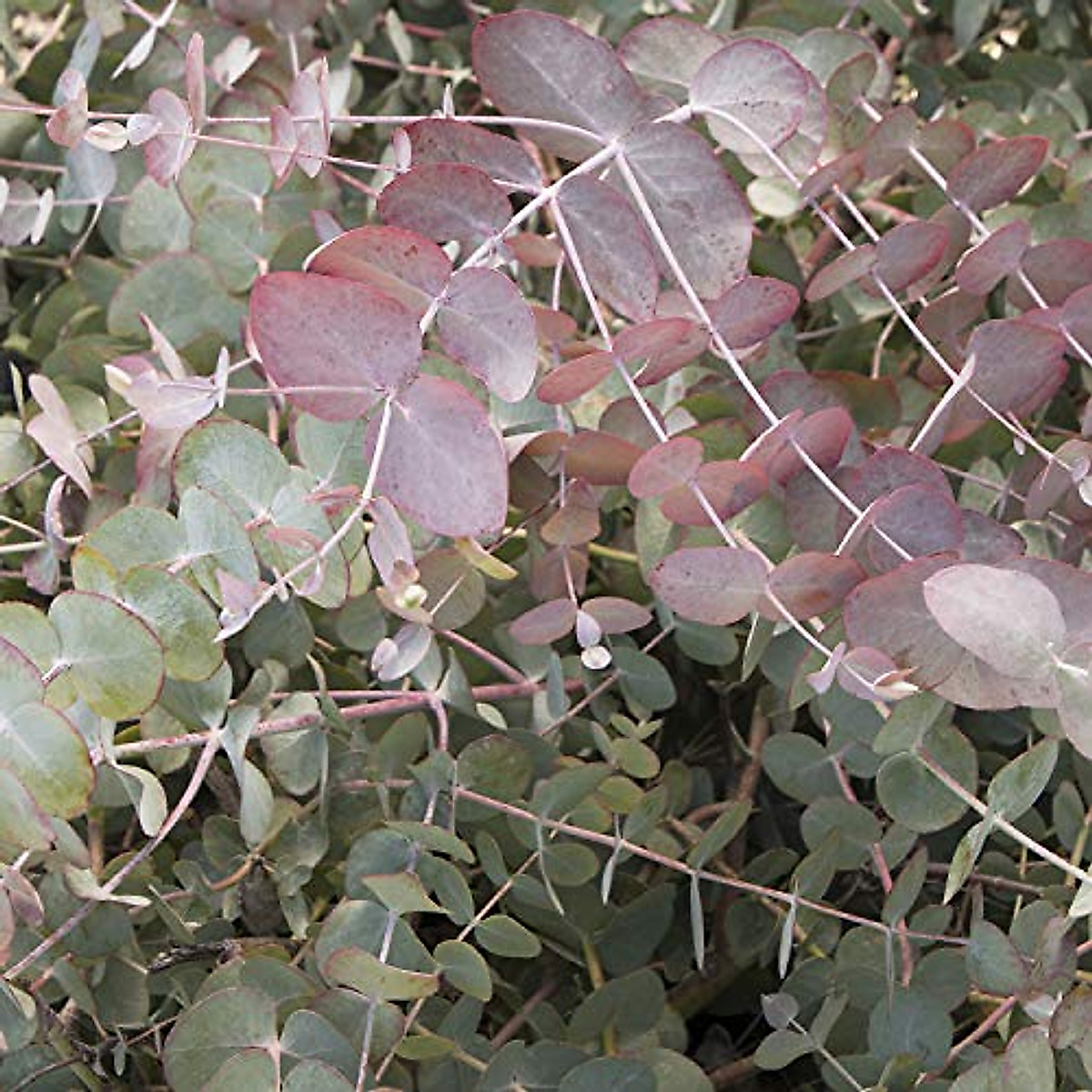 Outsidepride Eucalyptus Silver Dollar Tree Garden Seeds - 50 Seeds