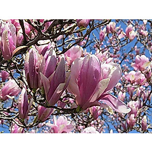 Jane Magnolia Tree - Live Plant/Shrub/Bush - 6-12" Tall Seedling - 2.5" Pot - Ships Potted