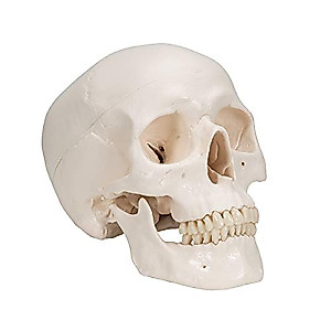 3B Scientific A20 Classic Skull 3-part - 3B Smart Anatomy