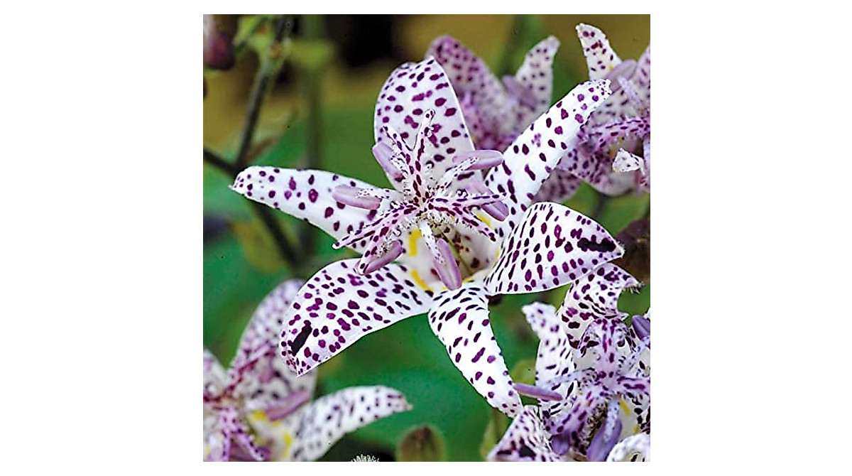 QAUZUY GARDEN Toad Lily Seeds - Easy to Grow Perennial