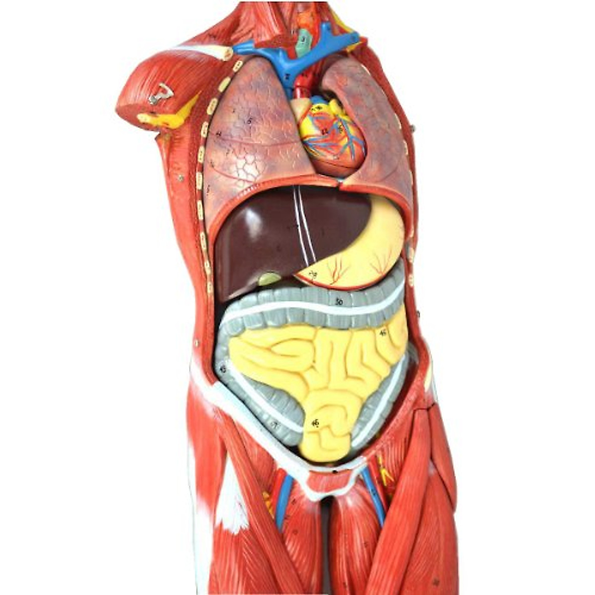 Wellden Product Anatomical Human Muscular Figure Model, 27-part, 1/2 Life Size, Numbered