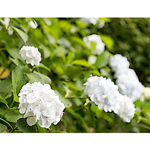 60+ Mixed Color Hydrangea Seeds for Planting, Giant Snowball Hydrangea Fast Growing Shrub, Flower Plant Wedding, Outdoor Garden - Potted Plants