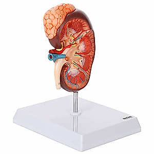Kidney Anatomy Model with Adrenal Gland, Includes Base, Made by Axis Scientific