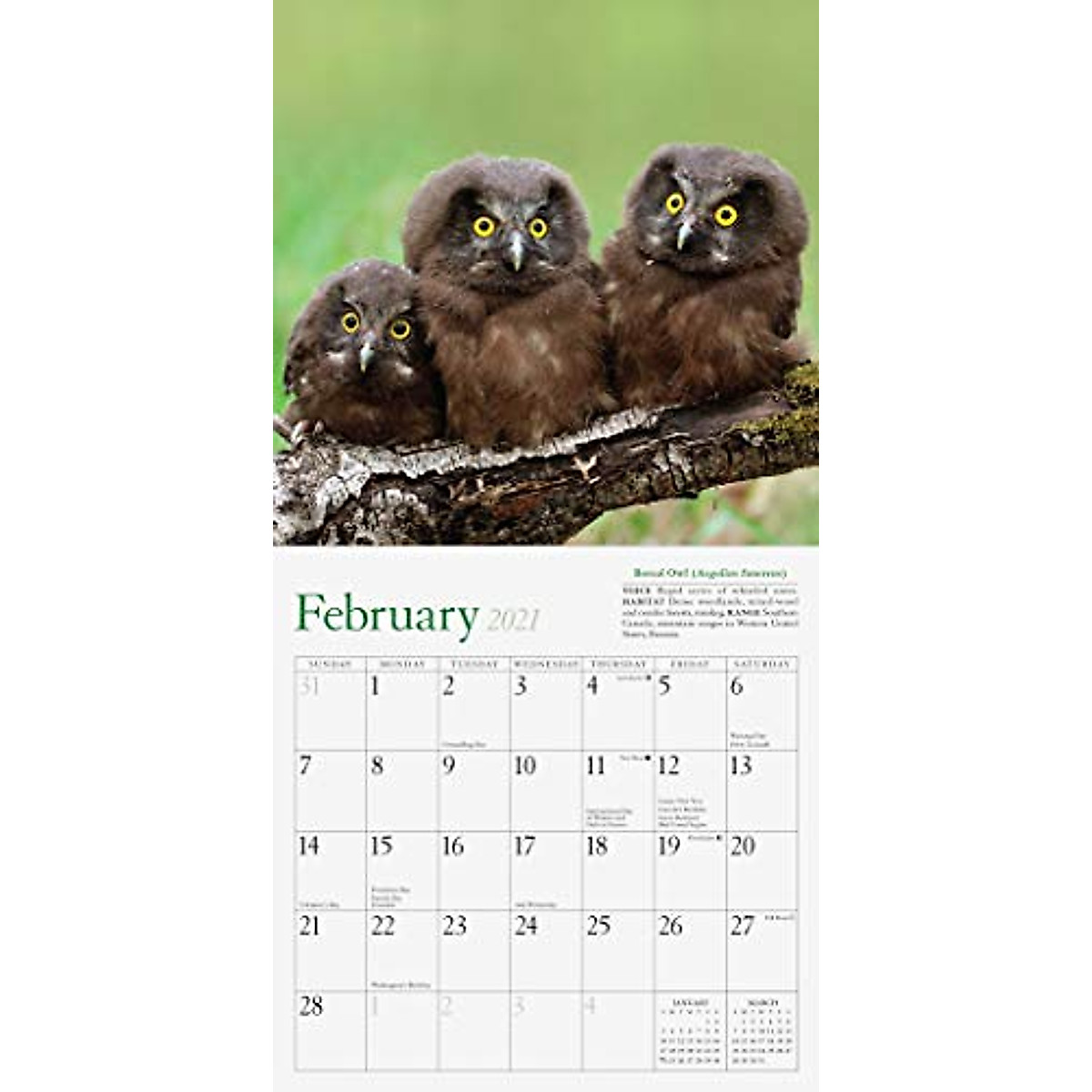 Audubon Little Owls Mini Wall Calendar 2021