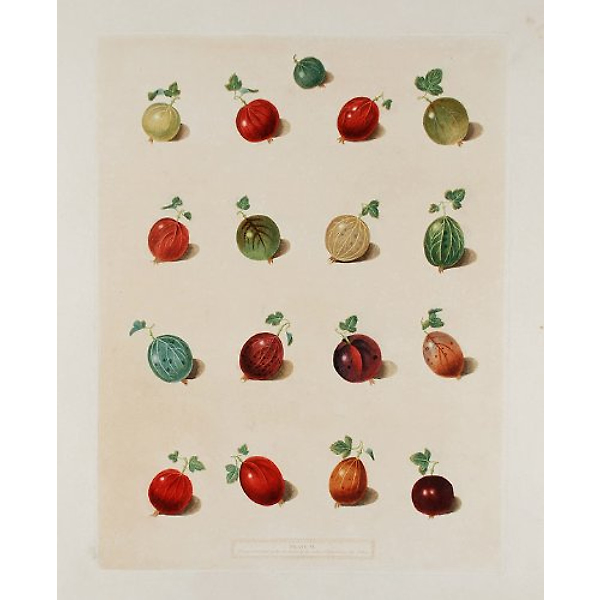 [Gooseberries] Early Green Hairy, Child's Golden Lion, Alcock's Duke of York, Lomaxe's Victory, Mill's Champion, Warrington Red, Mill's Langley Green, Eden's Elibore, Hill's Sir Peter Teazle, Woodwards White-Smith, Tillotson's Seedling, Warwickshire Conqu