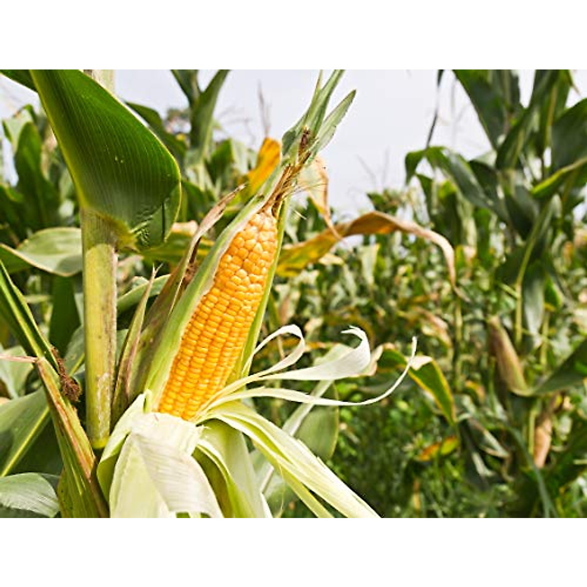 Early Sunglow Sweet Yellow Corn Seeds for Planting, 50+ Seeds Per Packet, (Isla's Garden Seeds), Non GMO Seeds, Botanical Name: Zea mays, Delicious Corn Variety, Great Home Garden Gift