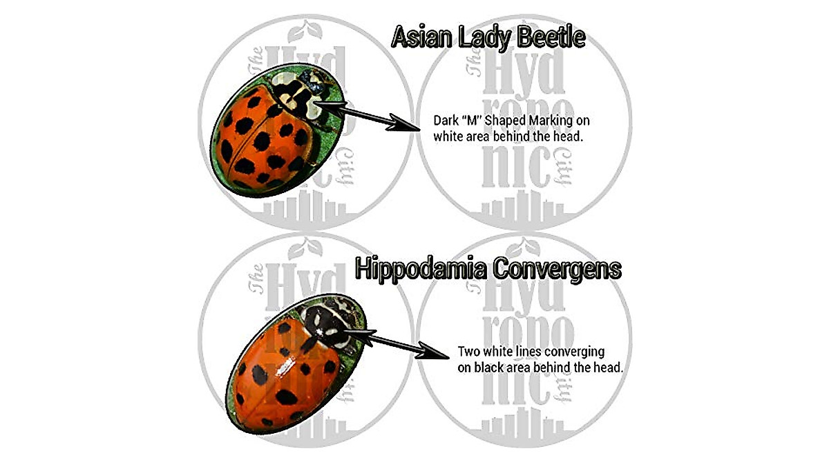 1500 Live Ladybugs for Effective Aphid Control