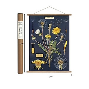 Cavallini Papers & Co. Cavallini Vintage Dandelion Hanging Poster Kit, Multi