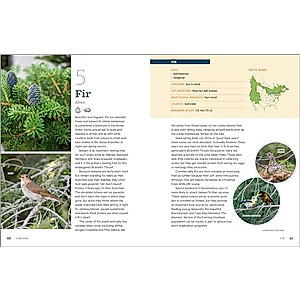 100 Plants to Feed the Birds: Turn Your Home Garden into a Healthy Bird Habitat