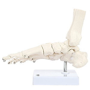 Axis Scientific Human Skeletal Foot Model with Ankle | Anatomically Accurate Design | Foot Bones and Joints Bound with Wire Showing Natural Range of Motion | Comes on Durable Base
