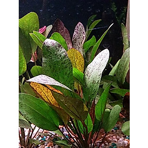 Red and Purple Plants Bundle - Red Flame Sword | Lobelia Cardinalis | Telanthera - Live Aquatic Plants