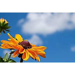Black Eyed Susan Seeds for Planting, 5000 Seeds, Giving You Beautiful Black Eyed Susan Flowers, Non-GMO, Heirloom Seed Varieties