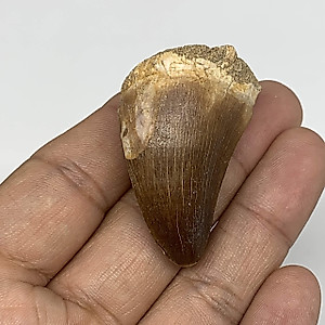 20.8g, 1.7"x1"x0.8" Fossil Mosasaur Tooth Reptiles, Cretaceous from Morocco,B12802