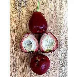 Purple Malay Apple Syzygium malaccense Fruit Tree Starter Potted Plant Very Rare