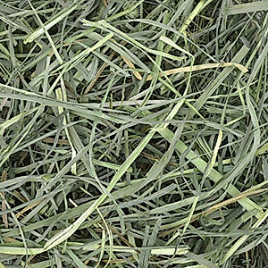 Oxbow Animal Health Orchard Grass Hay - All Natural Grass Hay for Chinchillas, Rabbits, Guinea Pigs, Hamsters & Gerbils - 50 lb.