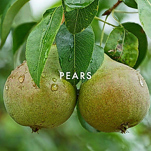 Alfred Sung JEWEL Eau De Toilette Spray, Perfume for Women 3.4oz