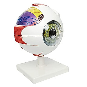 NEW HORIZON 6X Enlarged Human Eye Anatomical Model,Anatomically Accurate Eye Model Human Eye Anatomy for Science Classroom Study Display Teaching Medical Model