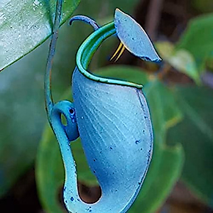 CHUXAY GARDEN Mix Nepenthes-Tropical Pitcher Plants,Monkey Cups,Nepenthaceae 400 Seeds Red Blue Green Potted Bonsai Carnivorous Plants Easy to Grow & Maintain