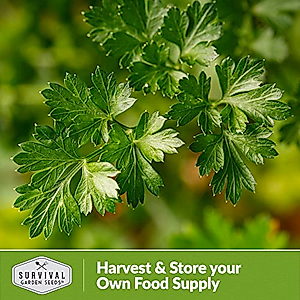 Survival Garden Seeds - Giant of Italy Parsley Seed for Planting - Packet with Instructions to Plant and Grow Italian Flat Leaf Parsley Herbs in Your Home Vegetable Garden - Non-GMO Heirloom Variety