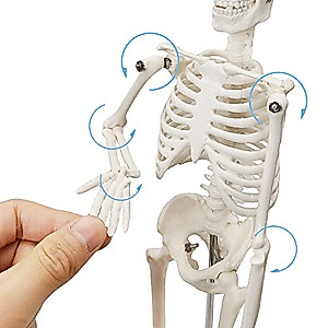 2024 New HADWYN Scientific Human Body Model for Anatomy,Human Skeleton Model,Full Body 17.7“ High with Movable Arms and Legs Bones Structures,Whole Spine and Ribs of The Skeleton Model are Integrated