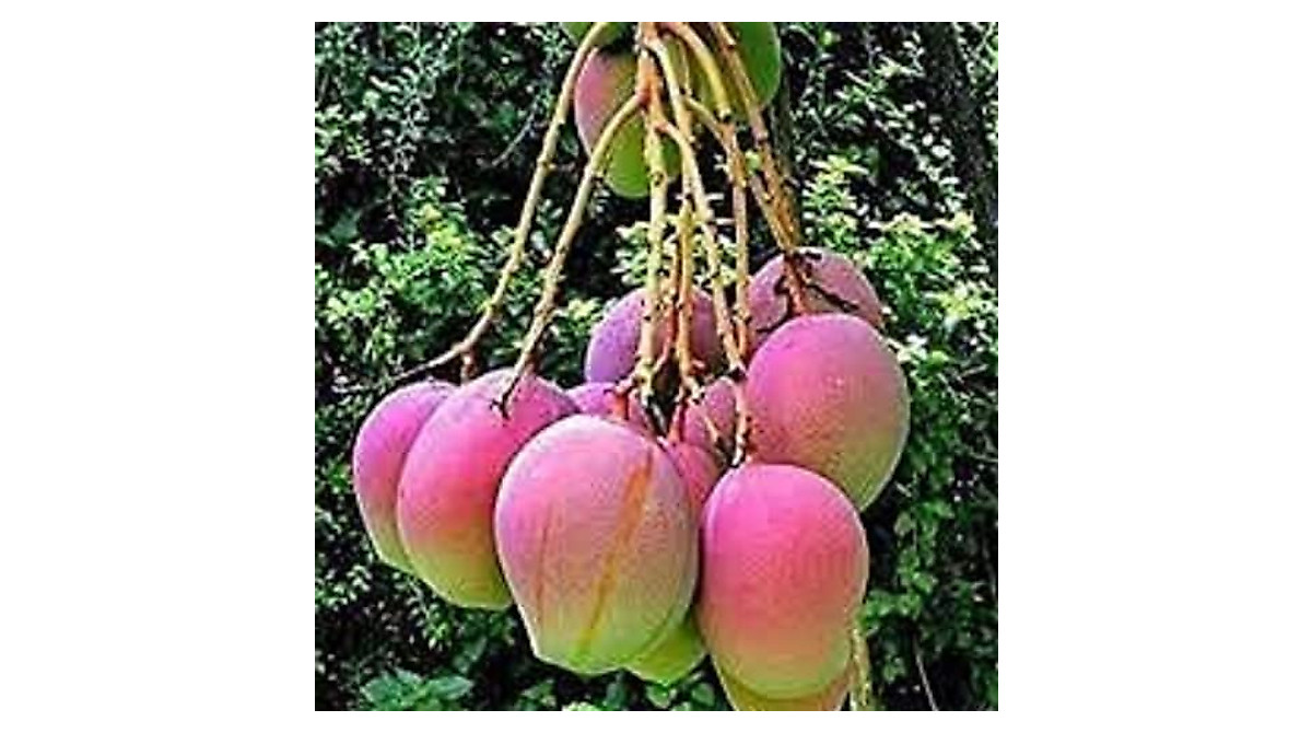 Grow Tropical Mango with Pink Green Mango Fruit Seeds | Easy Gardening