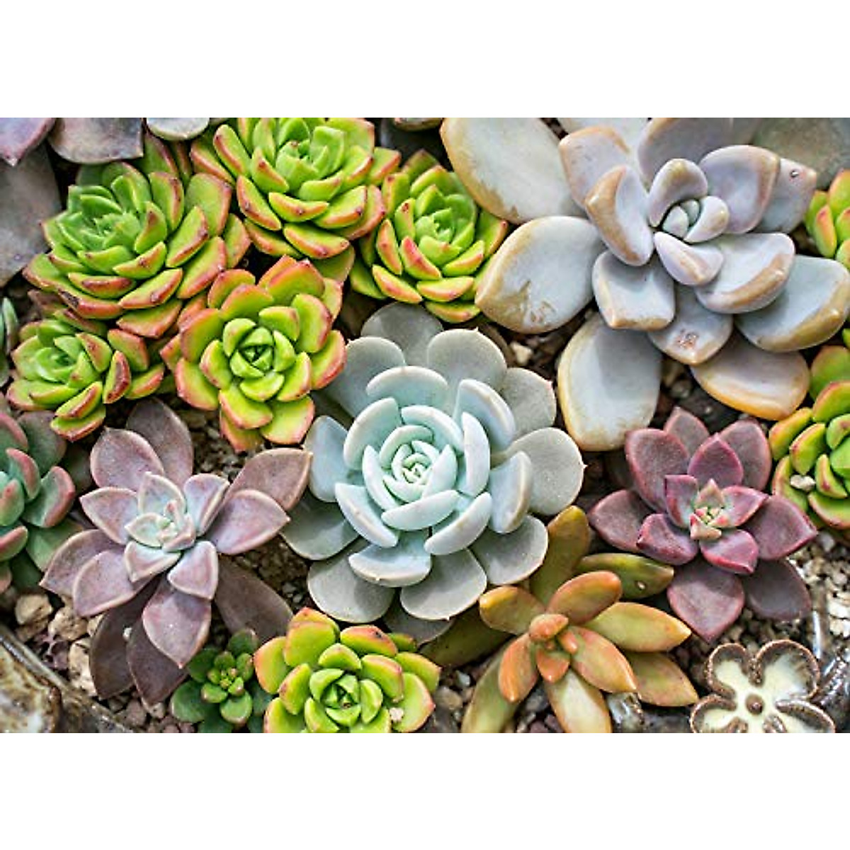 Seeds Of Strength Mixture 200+ Succulents Seeds Garden and Home Bonsai Flower Plant