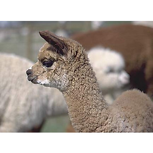 WARRIOR ALPACA SOCKS - Heavy-Duty Terry Lined Endurance Alpaca Socks (Mountain Green/Gold, Large)