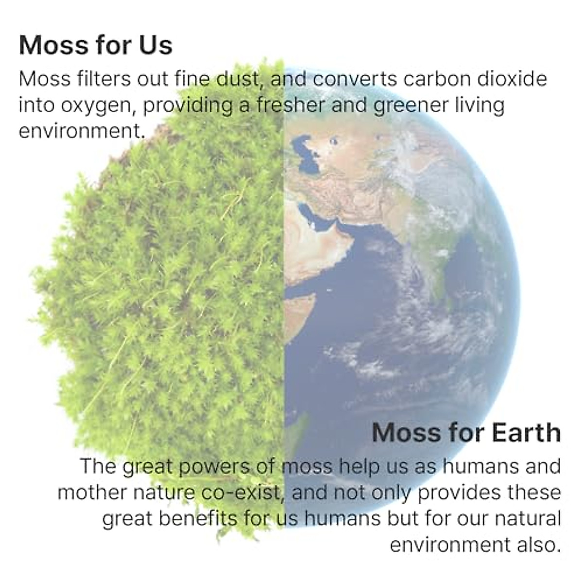Mosslab Moss Air - Living Moss Humidifier | Aesthetic & Relaxing | Mindfulness & Meditation | Easy-Care Indoor Plants | Terrarium & Tabletop Decor | Mist Waterfall | Portable & Whisper-Quiet